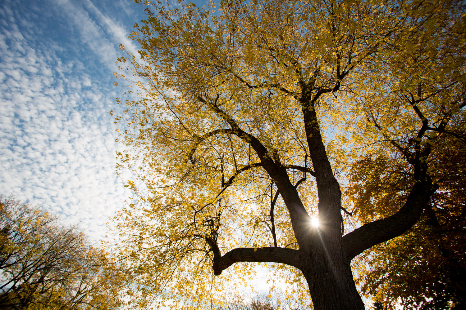 Center for Mindful Self-Compassion